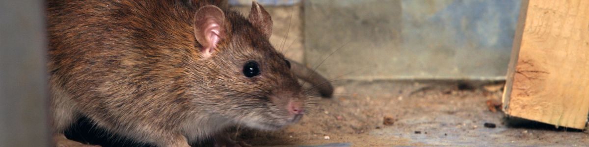 Rodent Control Los Angeles - Wildlife Removal Los Angeles